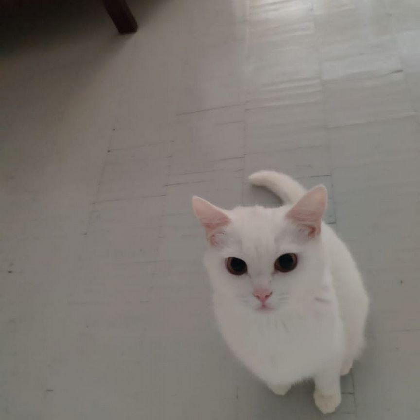 Кошки в добрые руки бесплатно