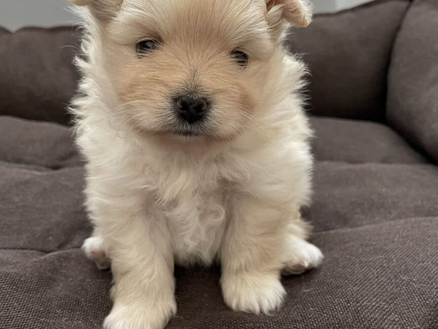 Малый немецкий шпиц