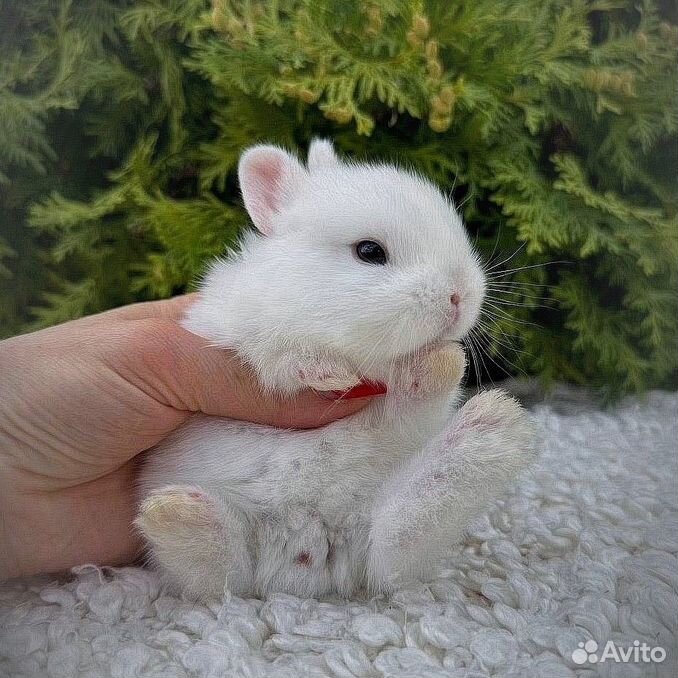 Карликовый кролик с доставкой за 1 день