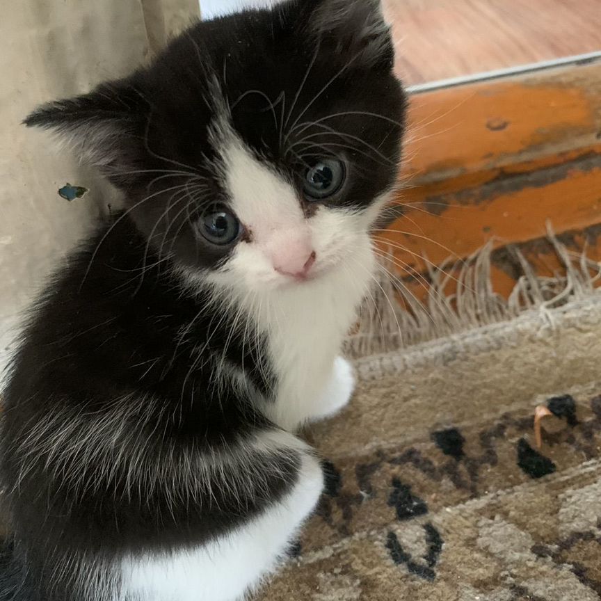 Отдаю котят в добрые руки