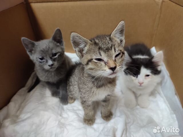 Котята в беде