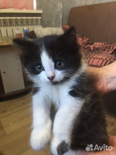 Котята в добрые руки с бесплатной доставкой