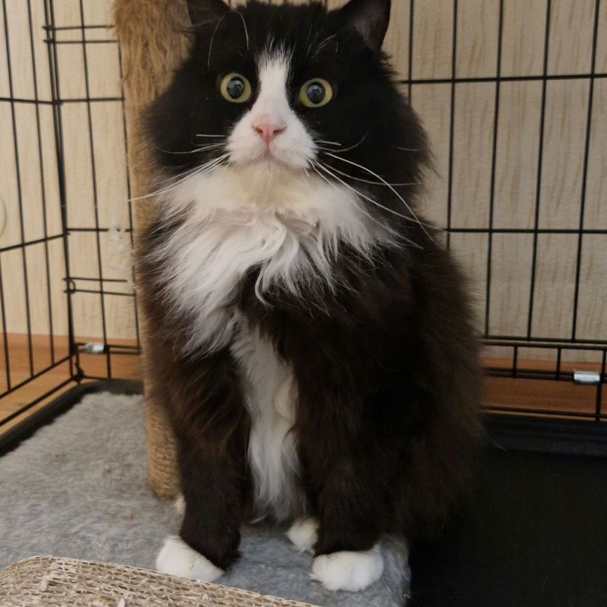 Сибирский, взрослый кот