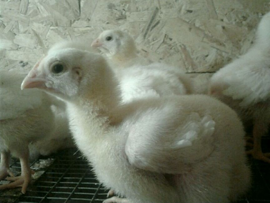 Цыплята бройлеры, перепела