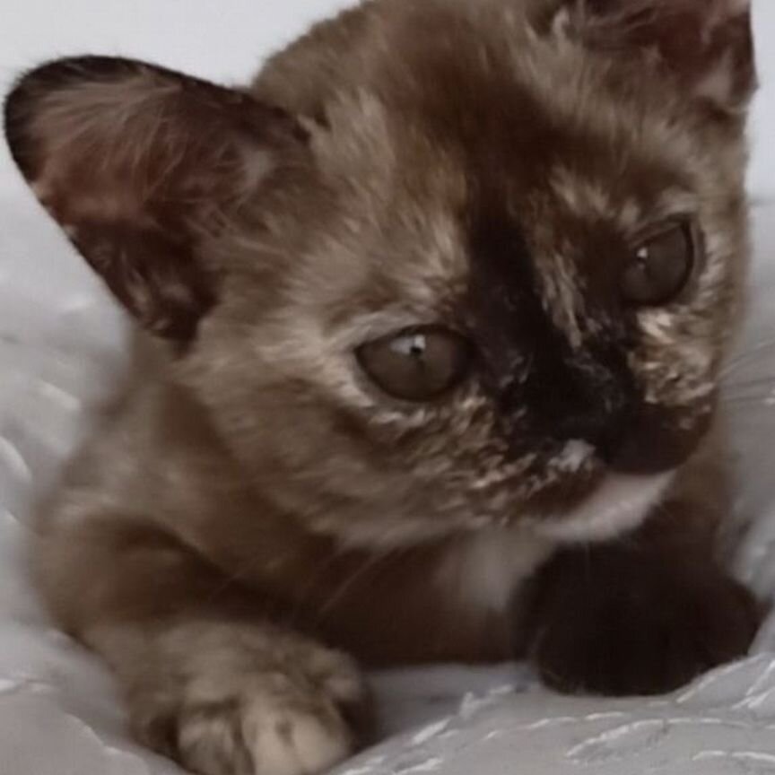 Бурманская красотка