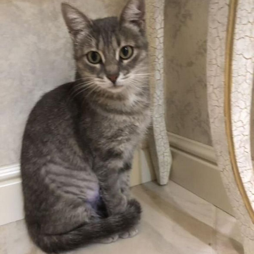 Взрослая кошка в добрые руки