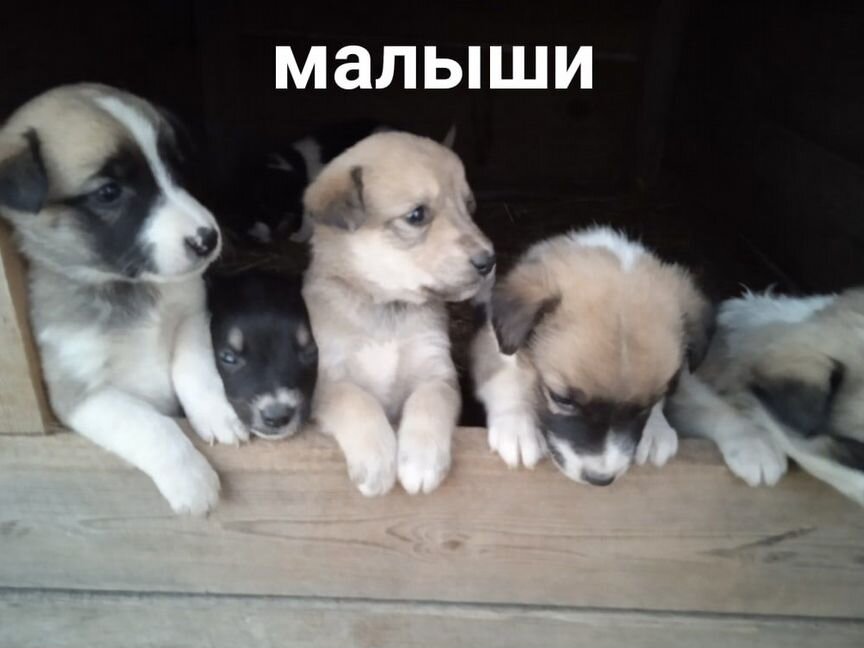 Отдам в добрые руки