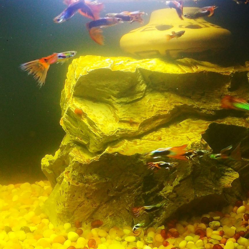 Гуппи, Катушка красная