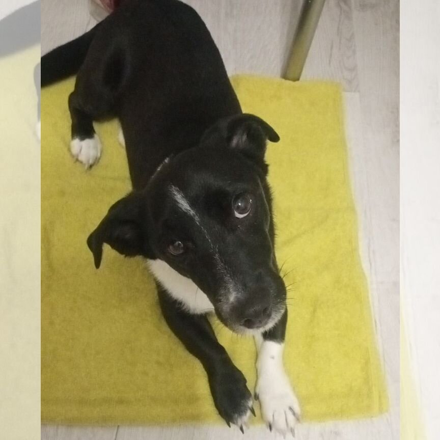 Взрослый пёс в добрые руки