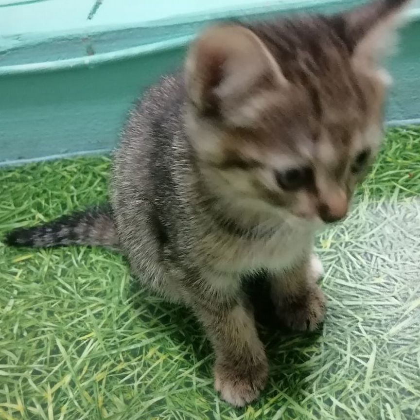 Отдам котёнка в добрые руки