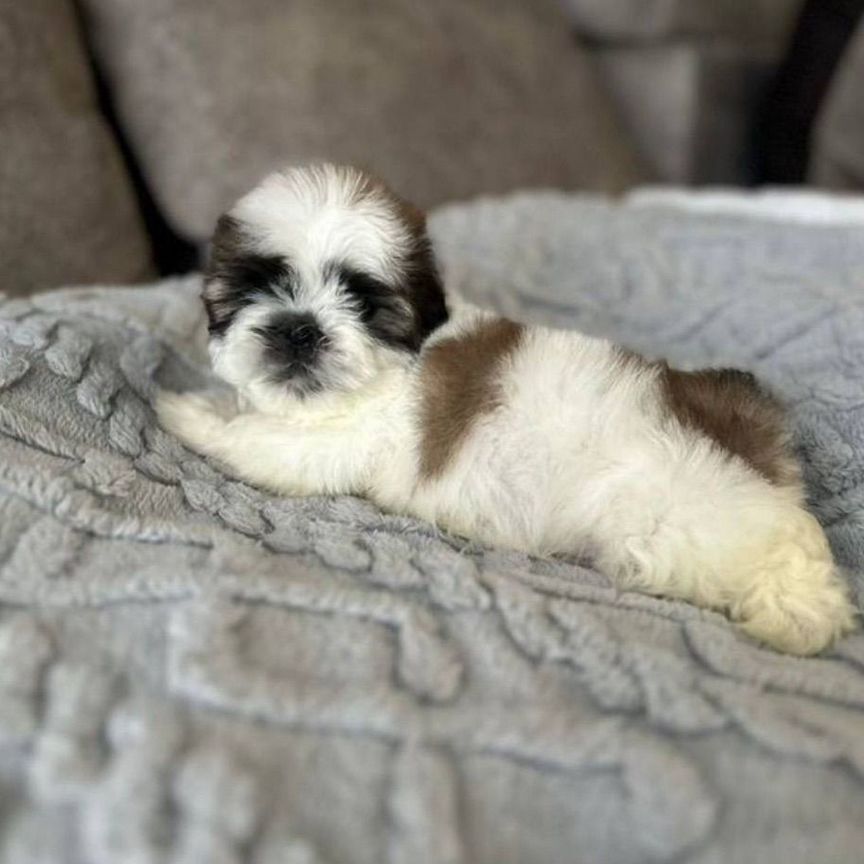 Ши-тцу, щенок