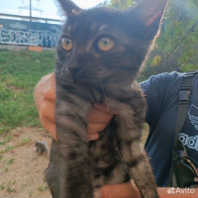 Котенок интересной раскраски