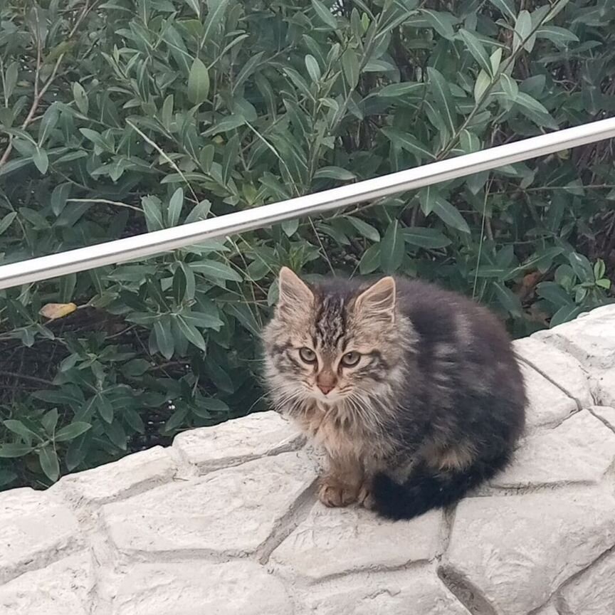 Милый котенок в добрые руки