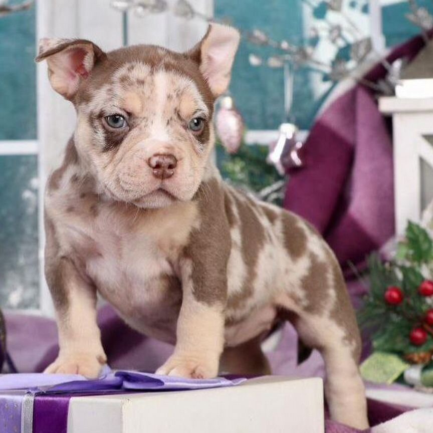 Американский булли, щенок