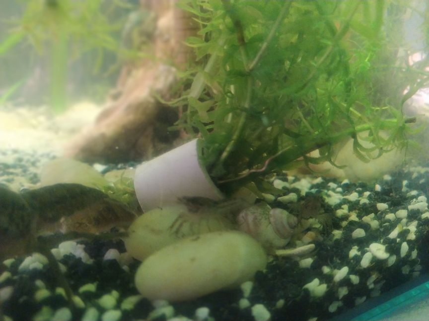 Аквариумное рачки