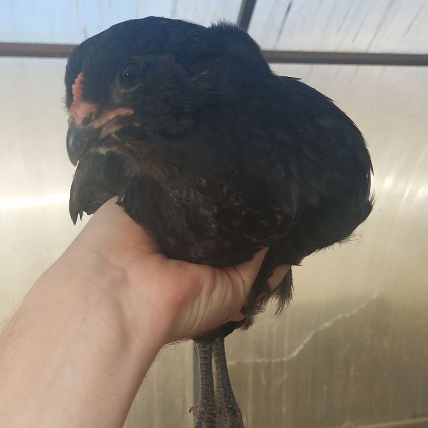 Амераукана