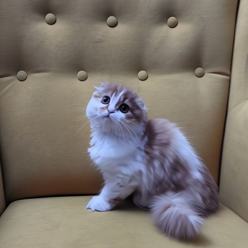 Шотландский вислоухий длинношёрстный котёнок