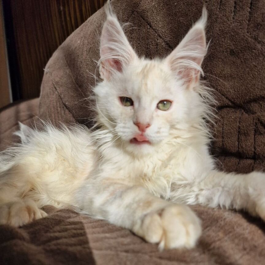 Мейн-кун котёнок