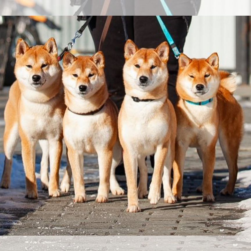 Сиба-ину, взрослая собака