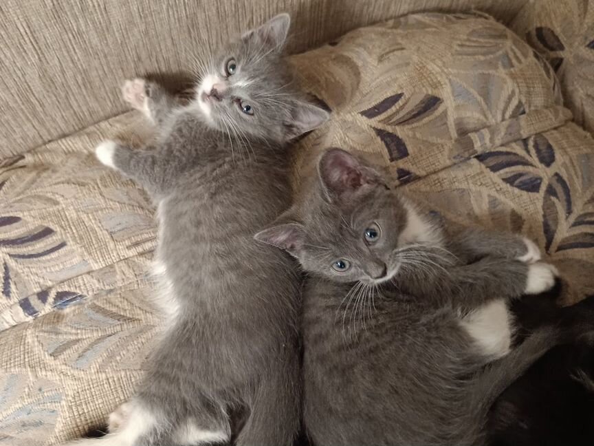 Тёплые уютные осенне-зимние котики котята