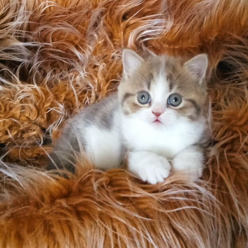 Шотландский вислоухий короткошёрстный котёнок