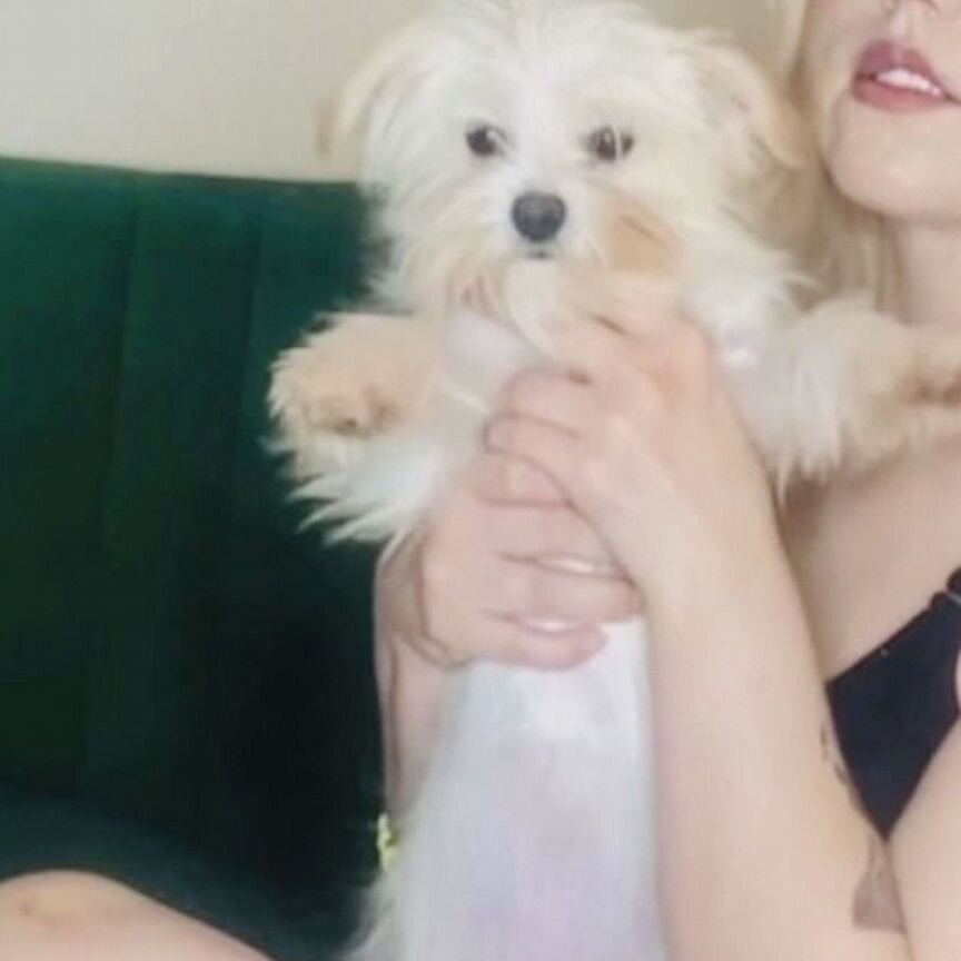 Мальтипу, щенок