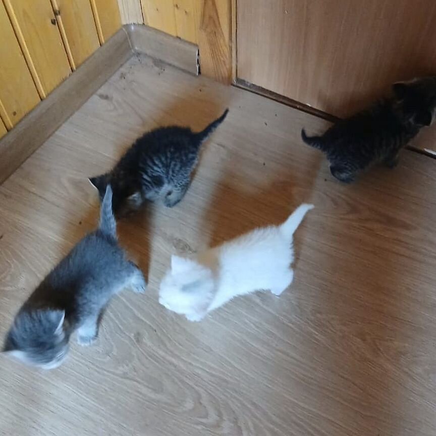 Котёнок в добрые руки