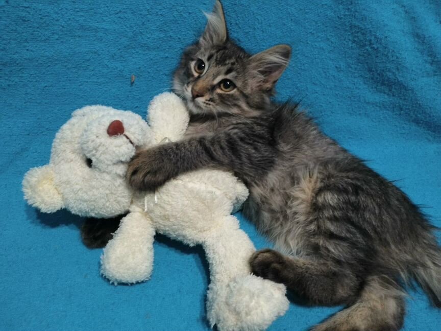 Котенок мальчишка Мирошка