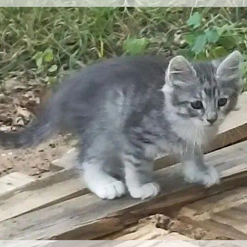Отдам двухмесячных котят в добрые руки