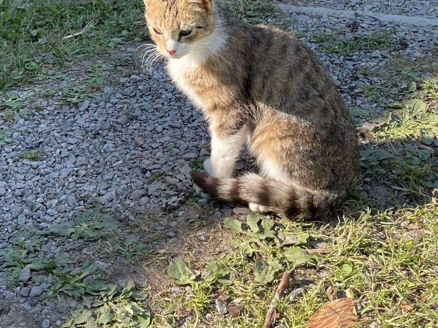 Кошка в дар