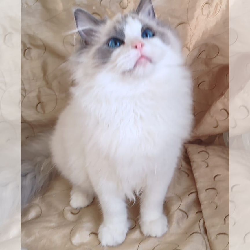 Котик рэгдолл в любимцы