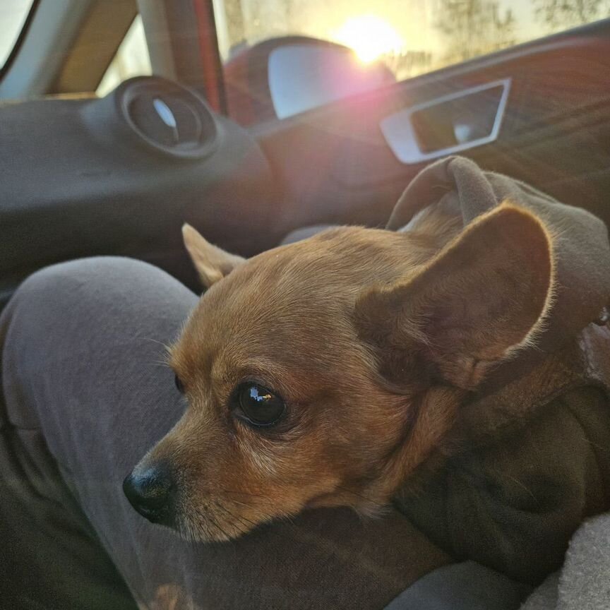 Вязка кобель чихуахуа