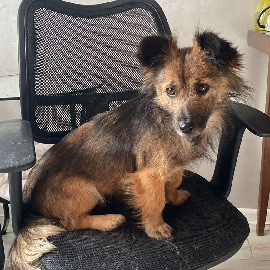 Маленькая собачка в добрые руки