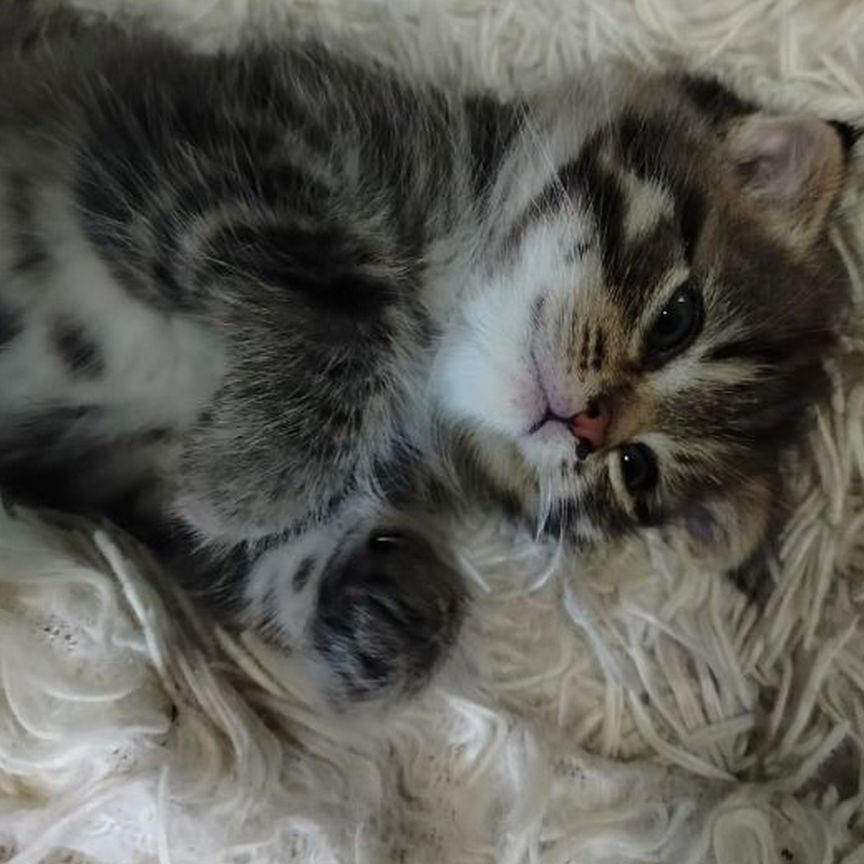 Котята в добрые руки бесплатно