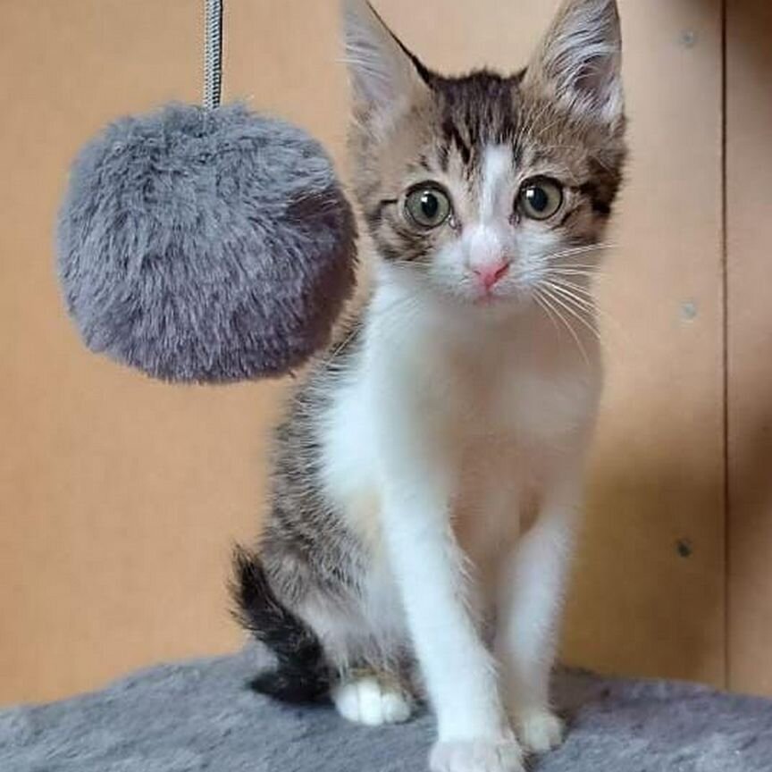 Котёнок в добрые руки