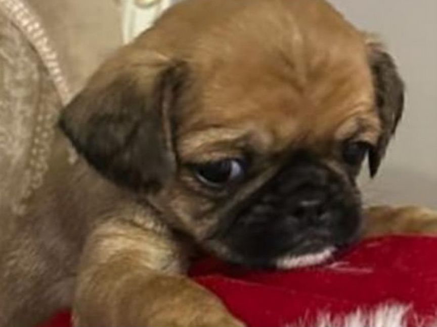 Плюшевая девочка