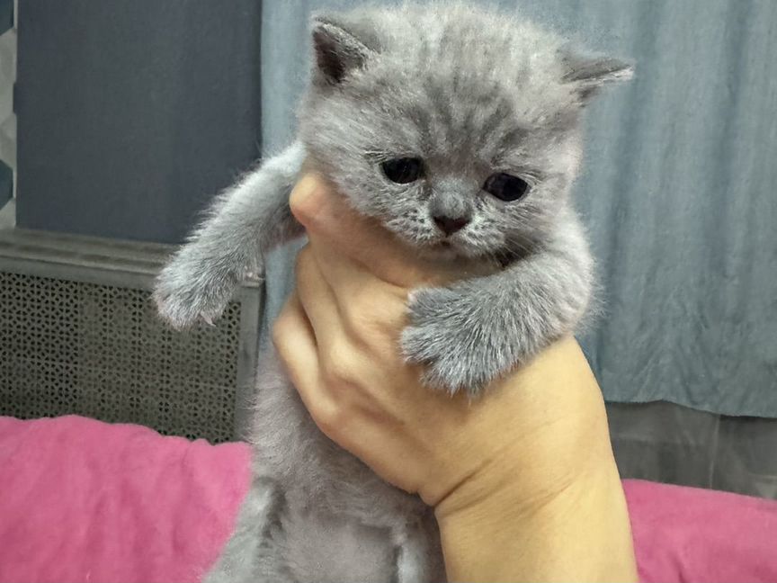 Котята шотландские вислоухие и прямоухие