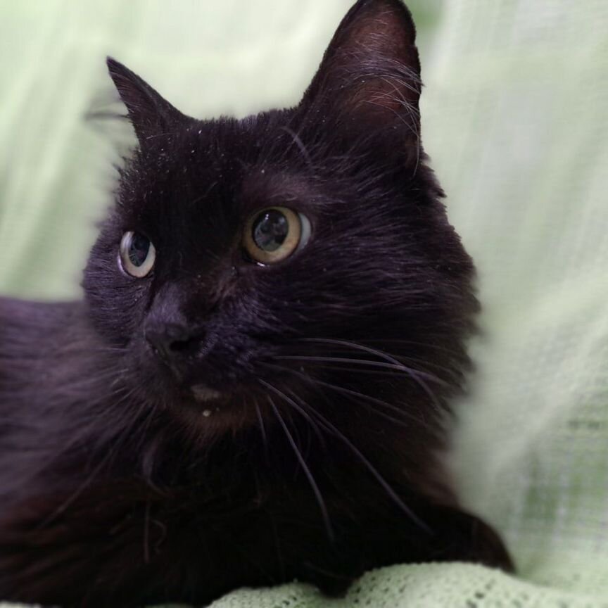 Кошка чёрная в добрые руки