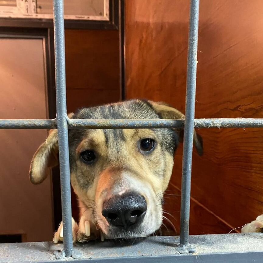 Взрослая собака в добрые руки