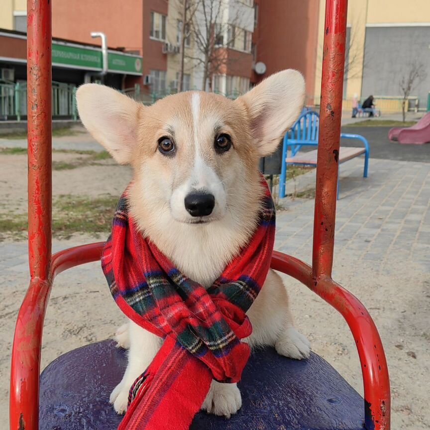 Вельш-корги пемброк девочка щенок