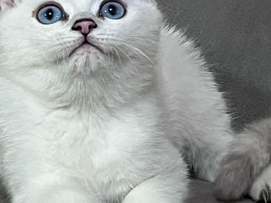Серебристая шиншилла