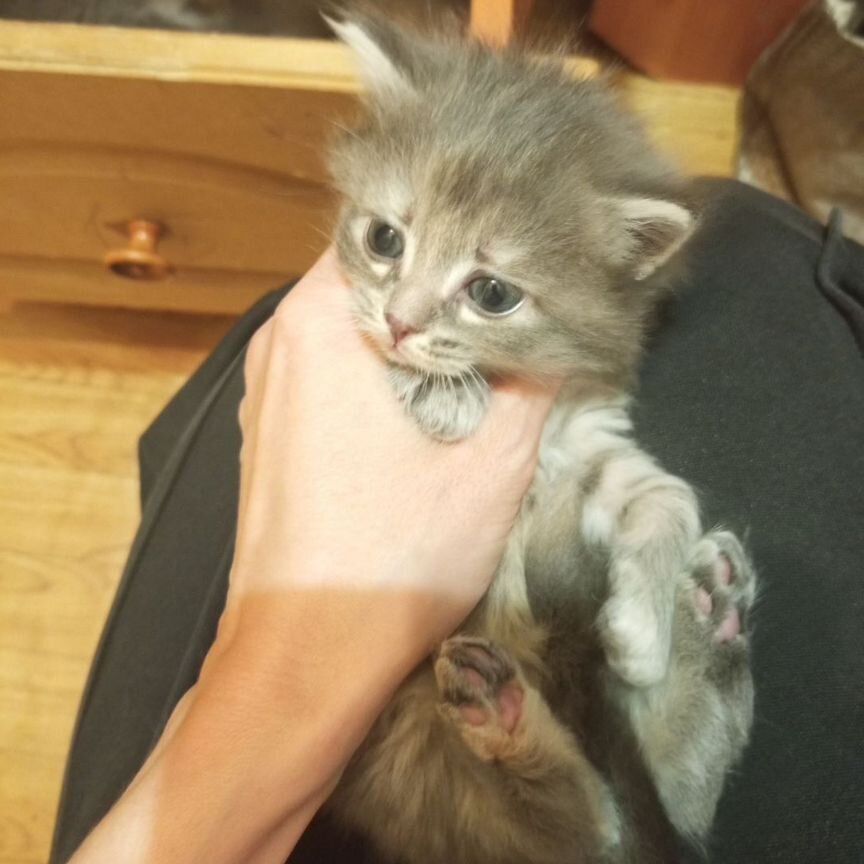 Британские котята