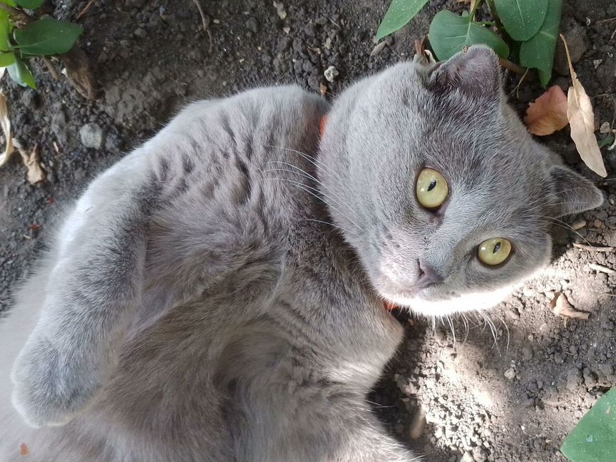 Ищу добрые ручки выброшенному на районе Захарику