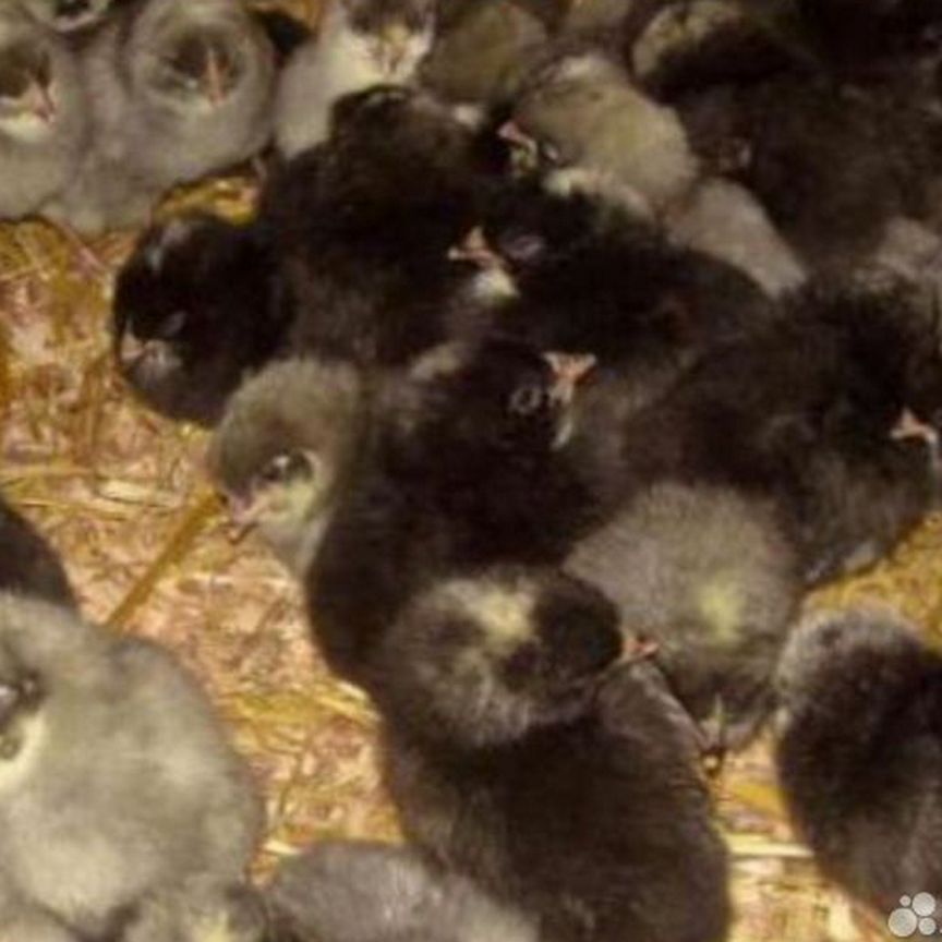 Цыплята подрощенные