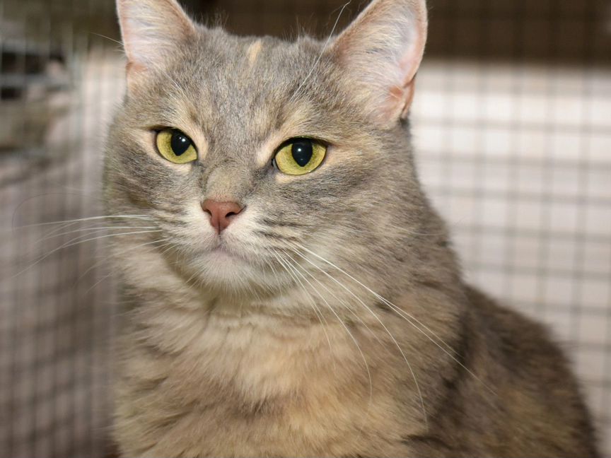 Кошка в дар