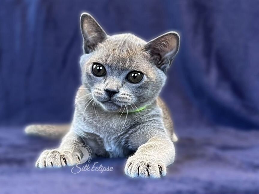 Бурманский малыш Лаки