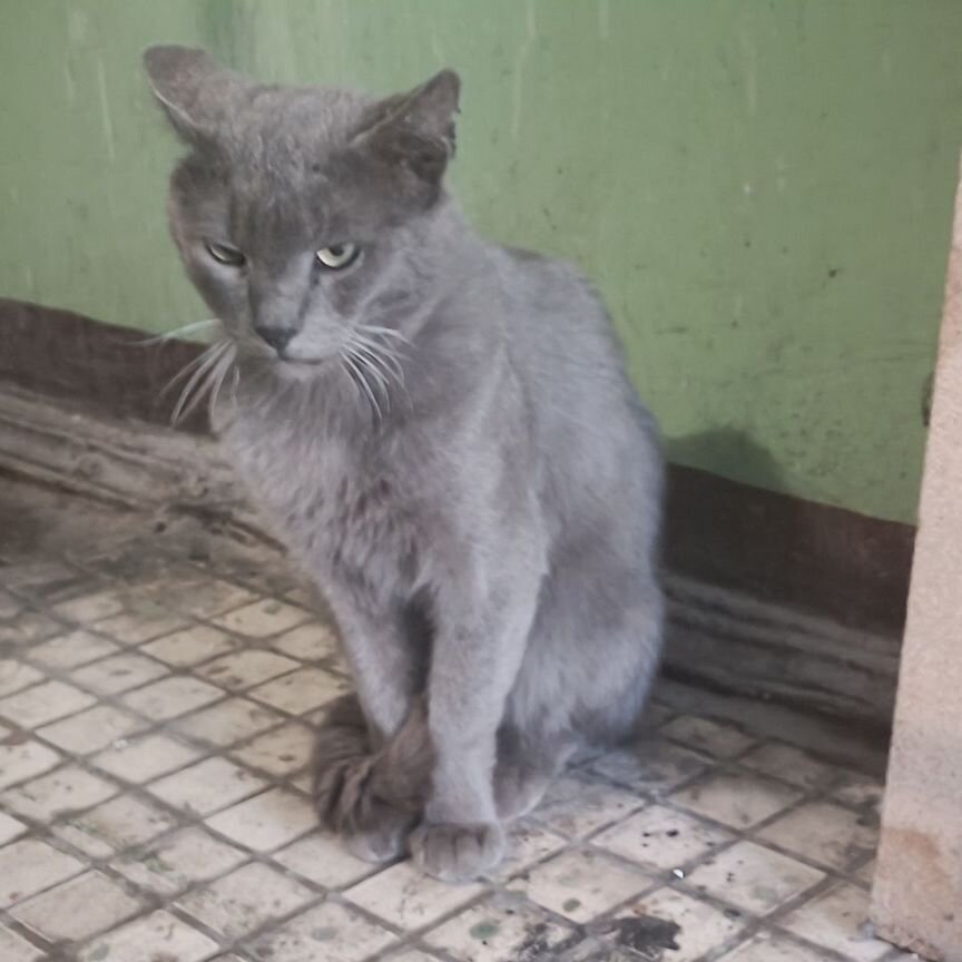 Котик русская голубая