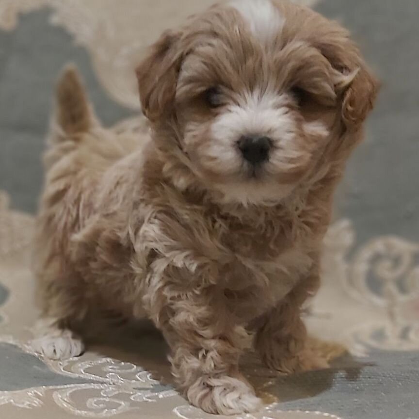 Maltipoo f1 mini