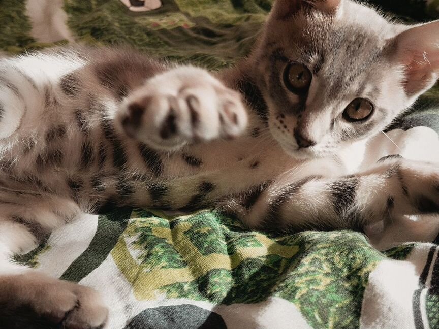 Бенгальская кошка