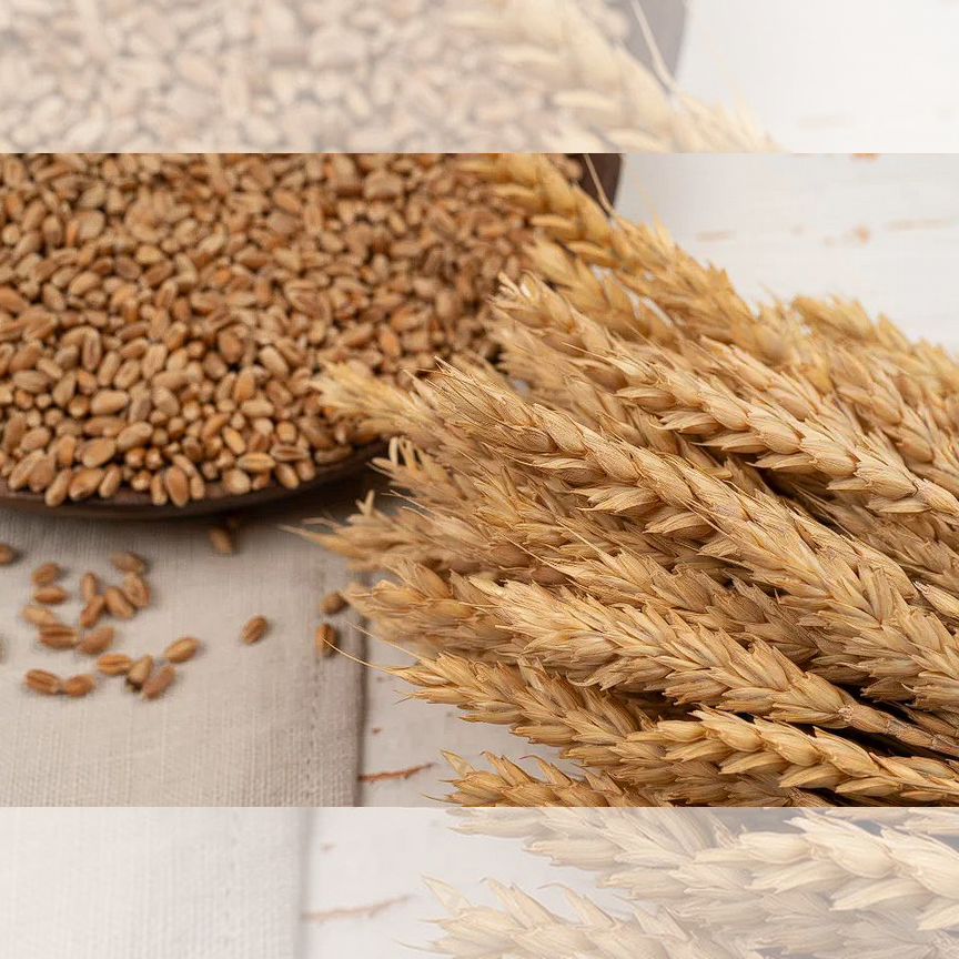 Пшеница Ирень оптом в мешках 99% чистоты Документы